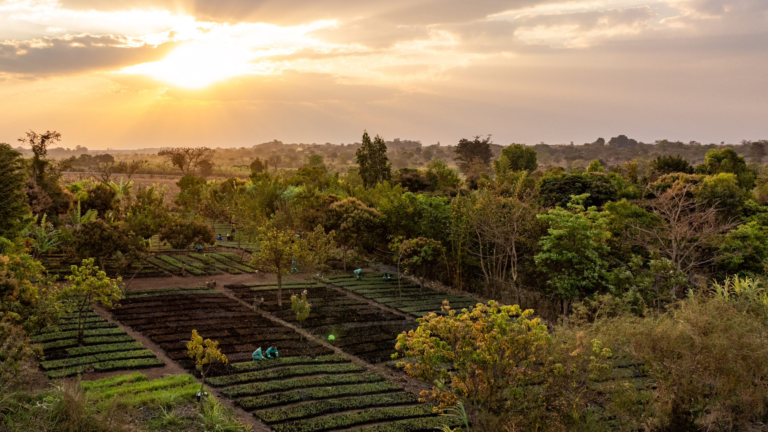 Offset8 and iRise Carbon team up with DAI Labs, Grant Recipient from ...